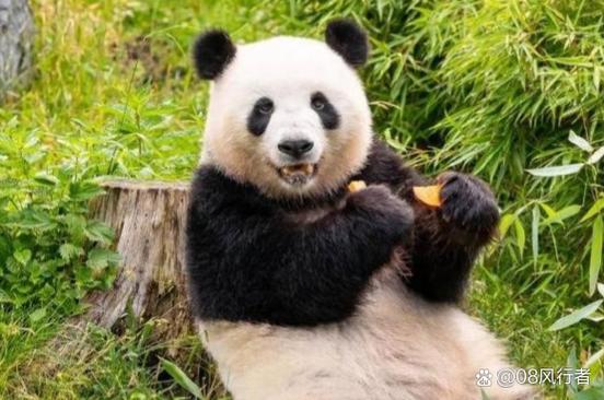 梦打一个准确动物图标
