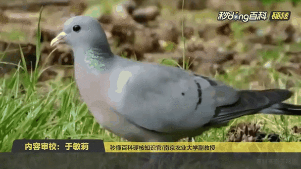 飞鸽传书是什么动物截图