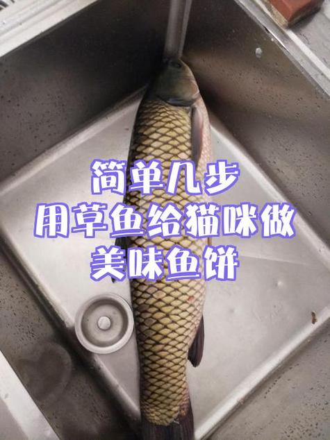 猫可以吃草鱼吗图标