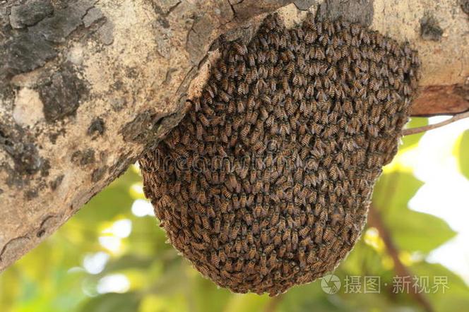 honeyview(蜂蜜浏览器)图标