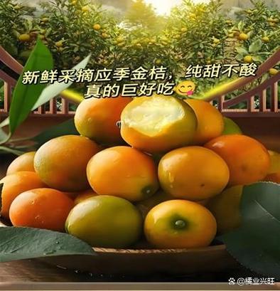 金桔广告图图标