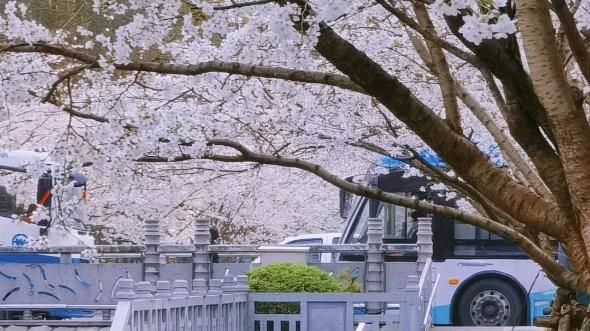 长街短卷插樱花什么意思