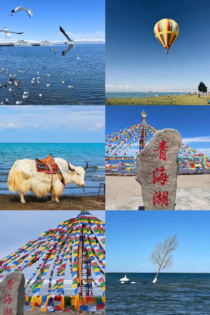 青海网截图