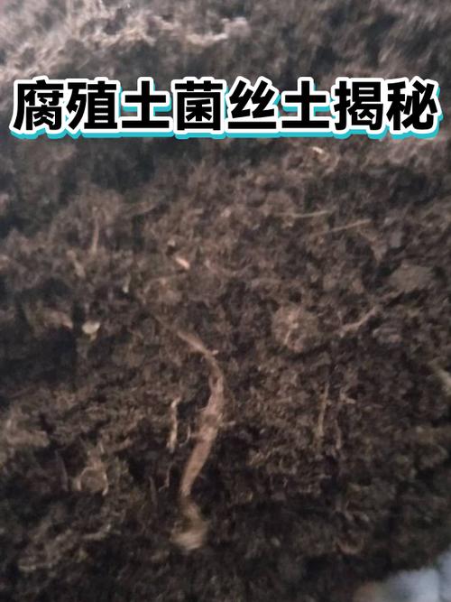 菌丝土截图
