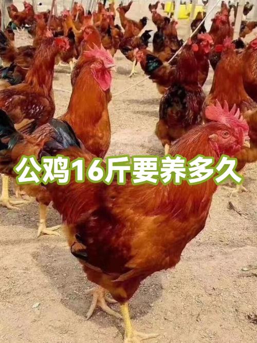 养公鸡一只利润图标