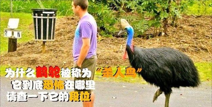 鸟为什么抓到就死了图标
