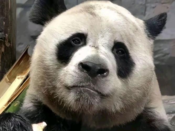 大脸熊猫表情包图标