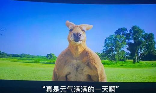 袋鼠点点一天挣几块钱图标