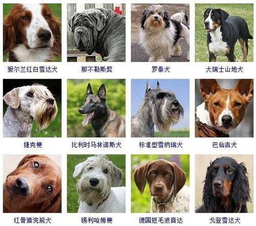 狗的种类介绍及图片图标