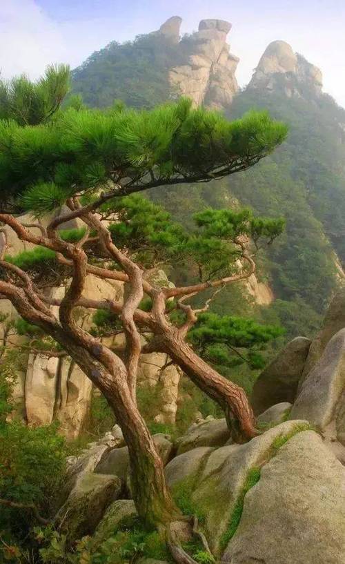万年松树图片