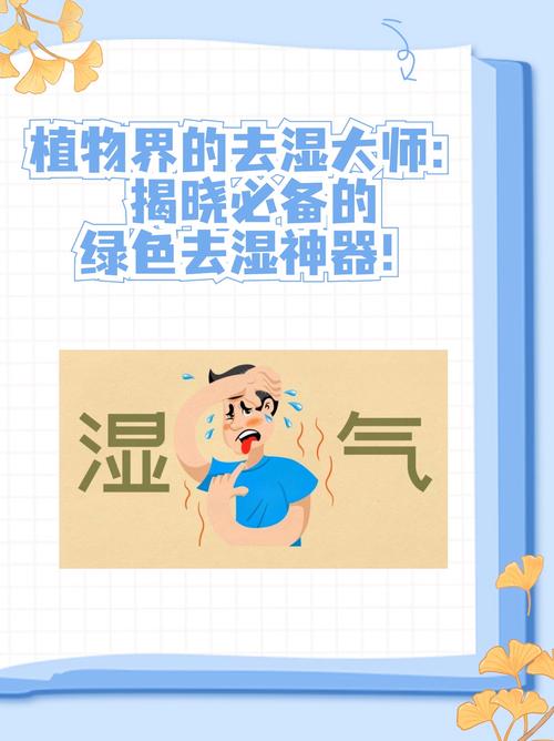 干燥剂哪种除湿效果最好图标