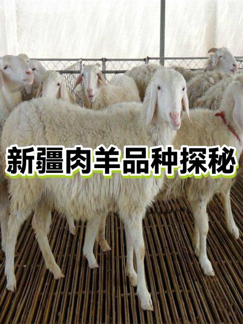 羊羊100是哪里生产的图标