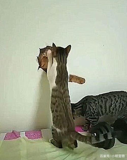 猫咪蹭墙的表情包图标