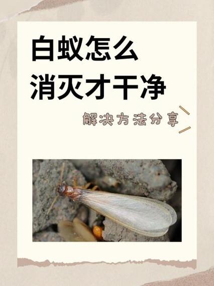 白蚁怎么治才能根除图标