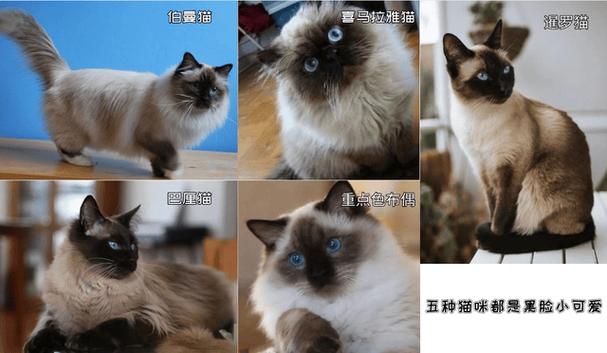 猫咪成长记五行猫图标