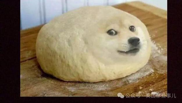 DOGE5L图标