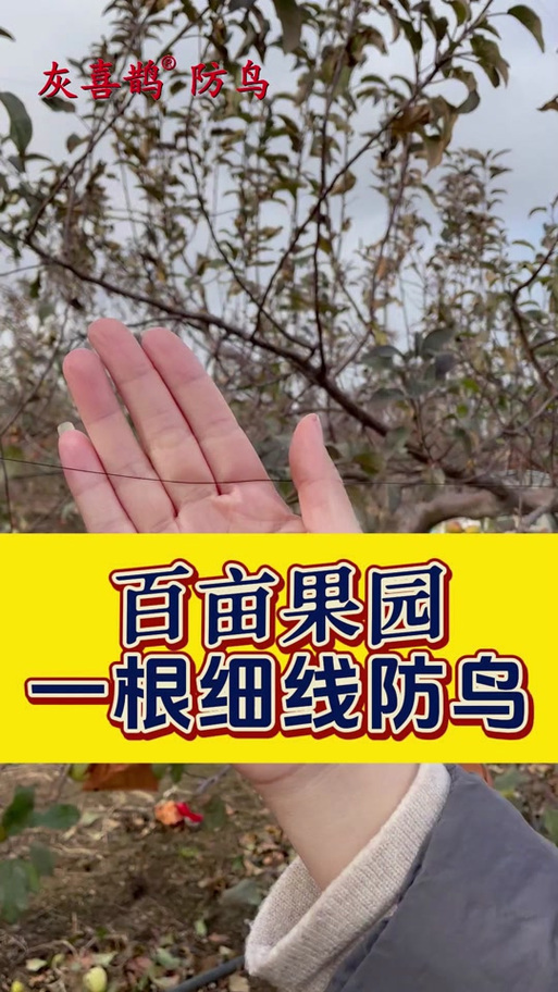 防鸟的最佳方法截图