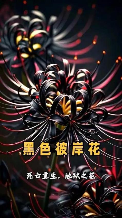 黑色彼岸花与什么图标
