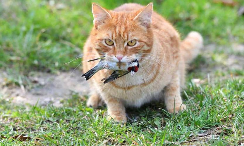 捕捉小奶猫游戏截图