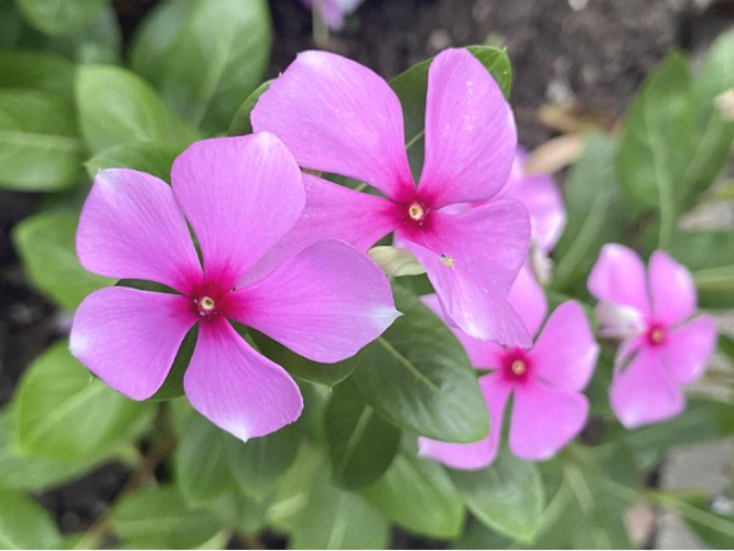 长春花的花色都像什么图标