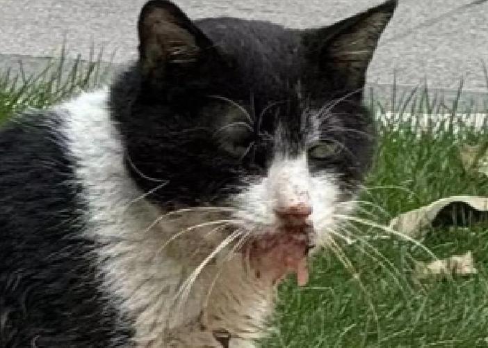 小猫被东西砸后流口水截图