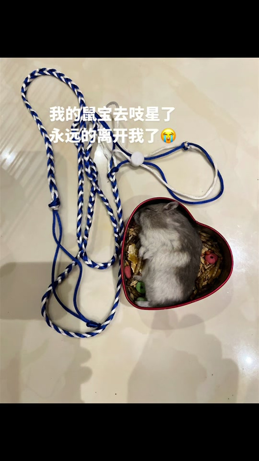 我把仓鼠扔了图标