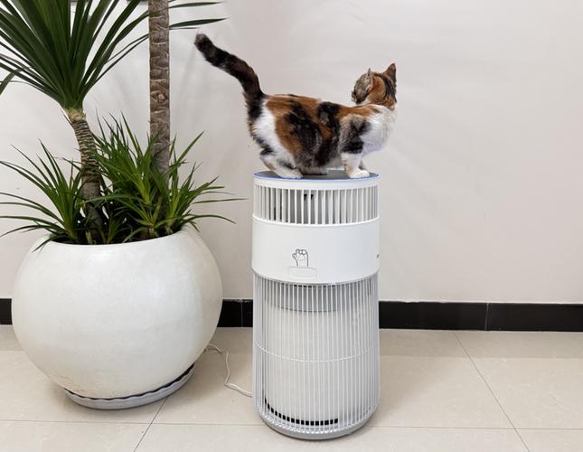 猫咪肚子里有猫毛怎么处理图标