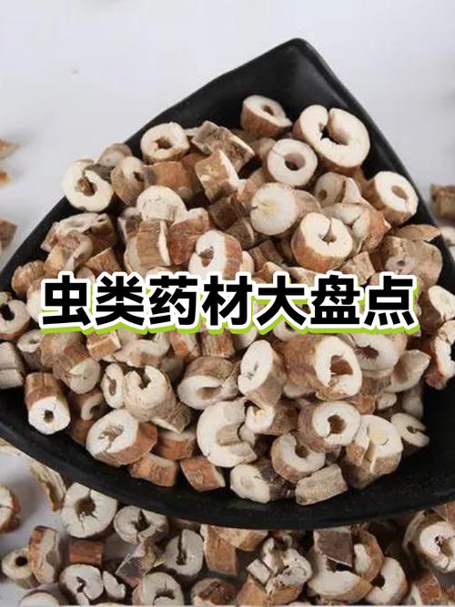 中药生的虫子叫什么