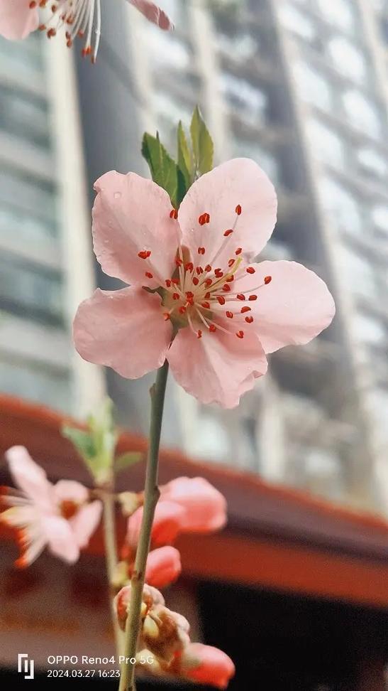 vivo拍照去掉下面日期图标