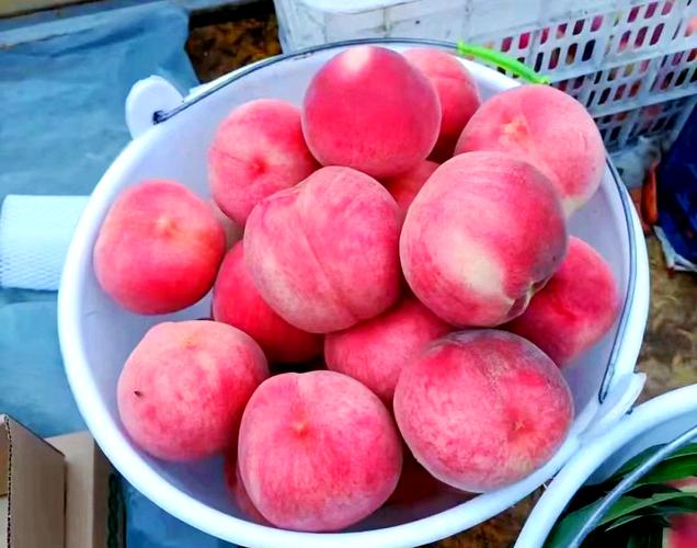 桃子绿化九截图