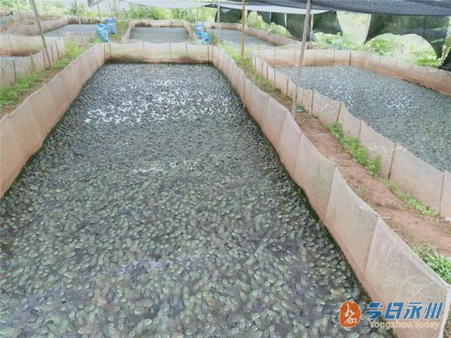 养1万只牛蛙一年利润图标