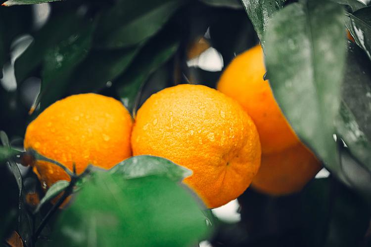 三个orange是什么意思图标