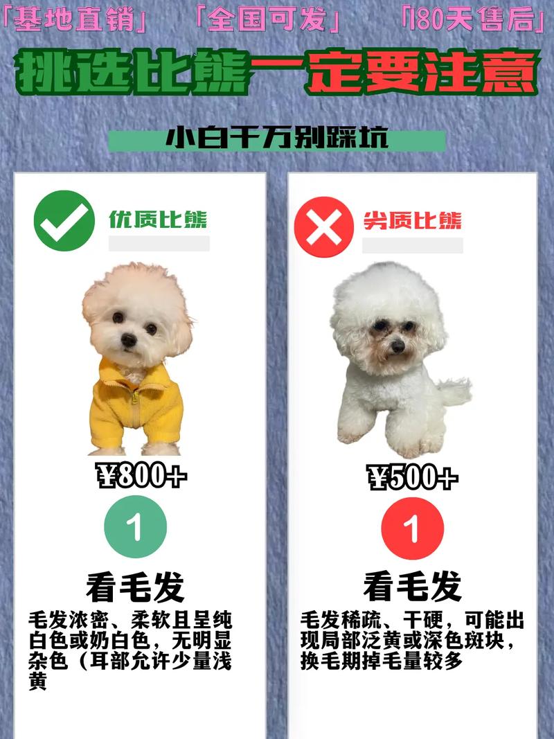 比熊600元能买到吗图标