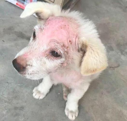 狗狗掉毛截图