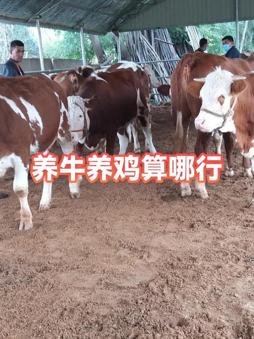 好几年前一个农场养鸡养牛图标