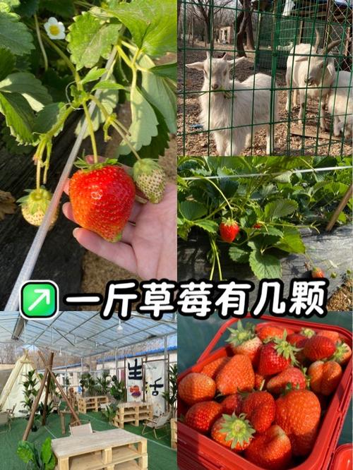 卖草莓喇叭怎么喊图标