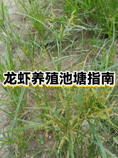 龙虾是怎么养殖的图标
