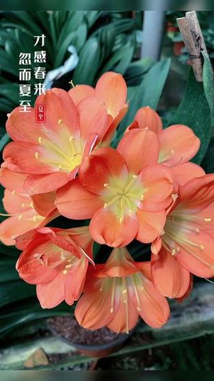 才感春来忽而夏至图标