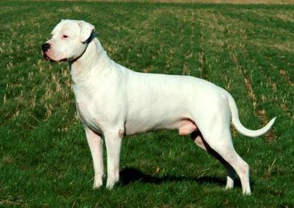 杜高犬一般多少钱一只图标