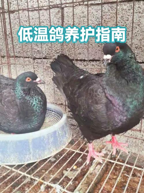 网上买的鸽子到家后怎么养图标
