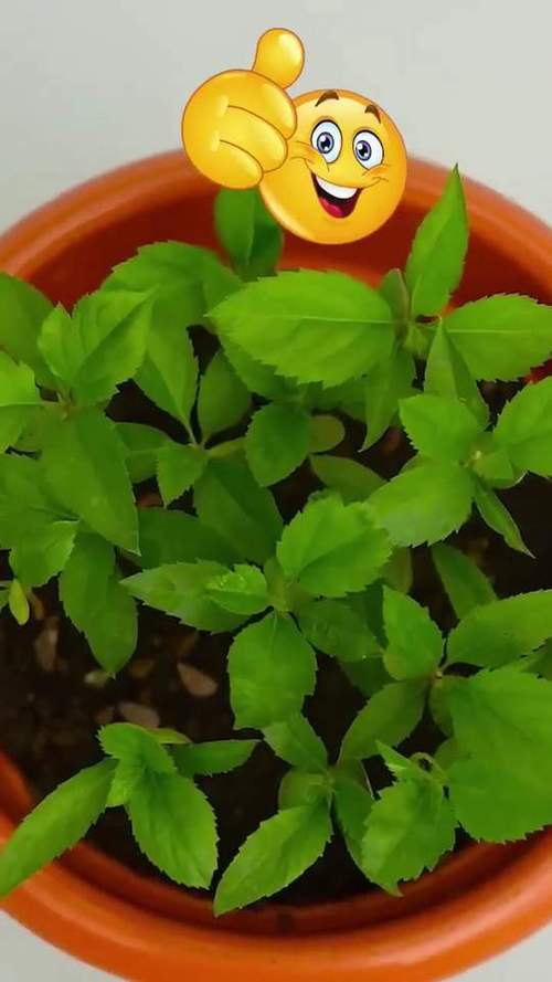 苹果籽可以直接种土里吗截图