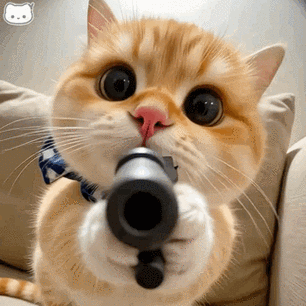 猫咪收到表情包图标