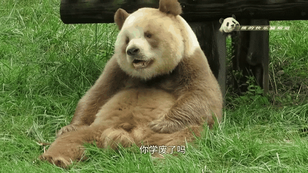 七仔大熊猫gif表情包截图