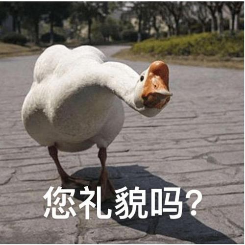 很火的一只鹅表情包图标