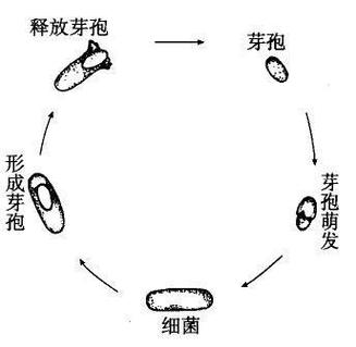 孢子的形成过程图标