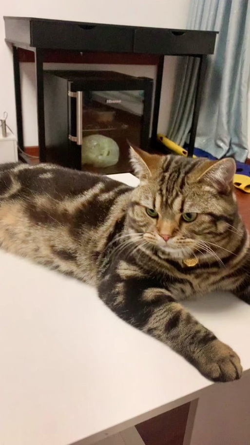美短为什么有棕色的猫图标