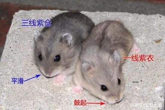 仓鼠拉屎拉出一条线连着屎图标