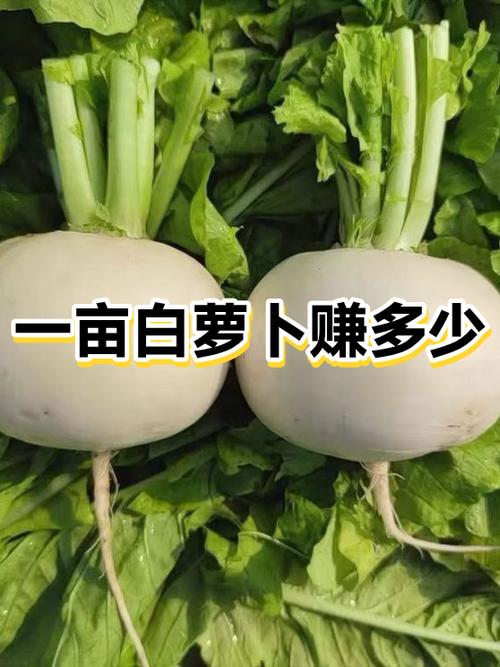 萝卜赚图标