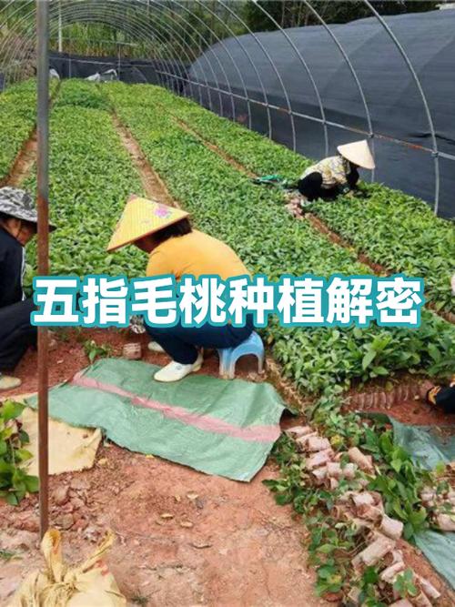 毛桃播种技术视频图标