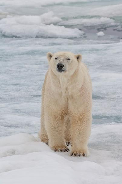 Polarbear北极熊图标